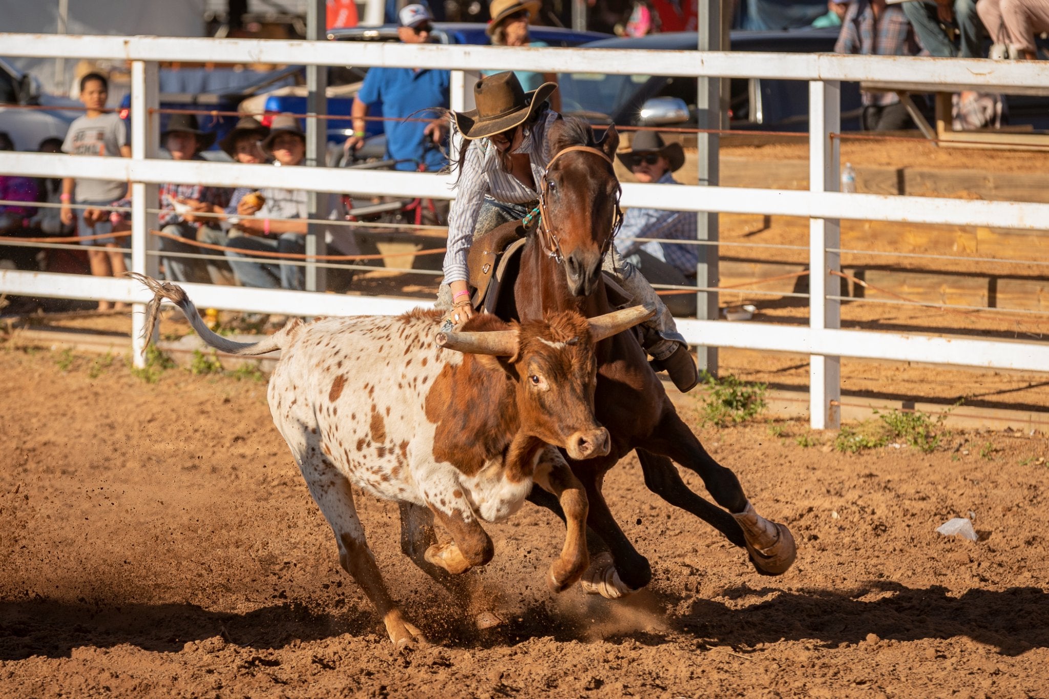 Normanton - Ladies Steer Undecorating – NQ Rodeo Hub